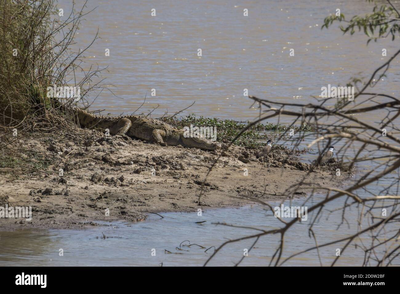 The shoreline of National Park W, Niger, West Africa Stock Photo - Alamy