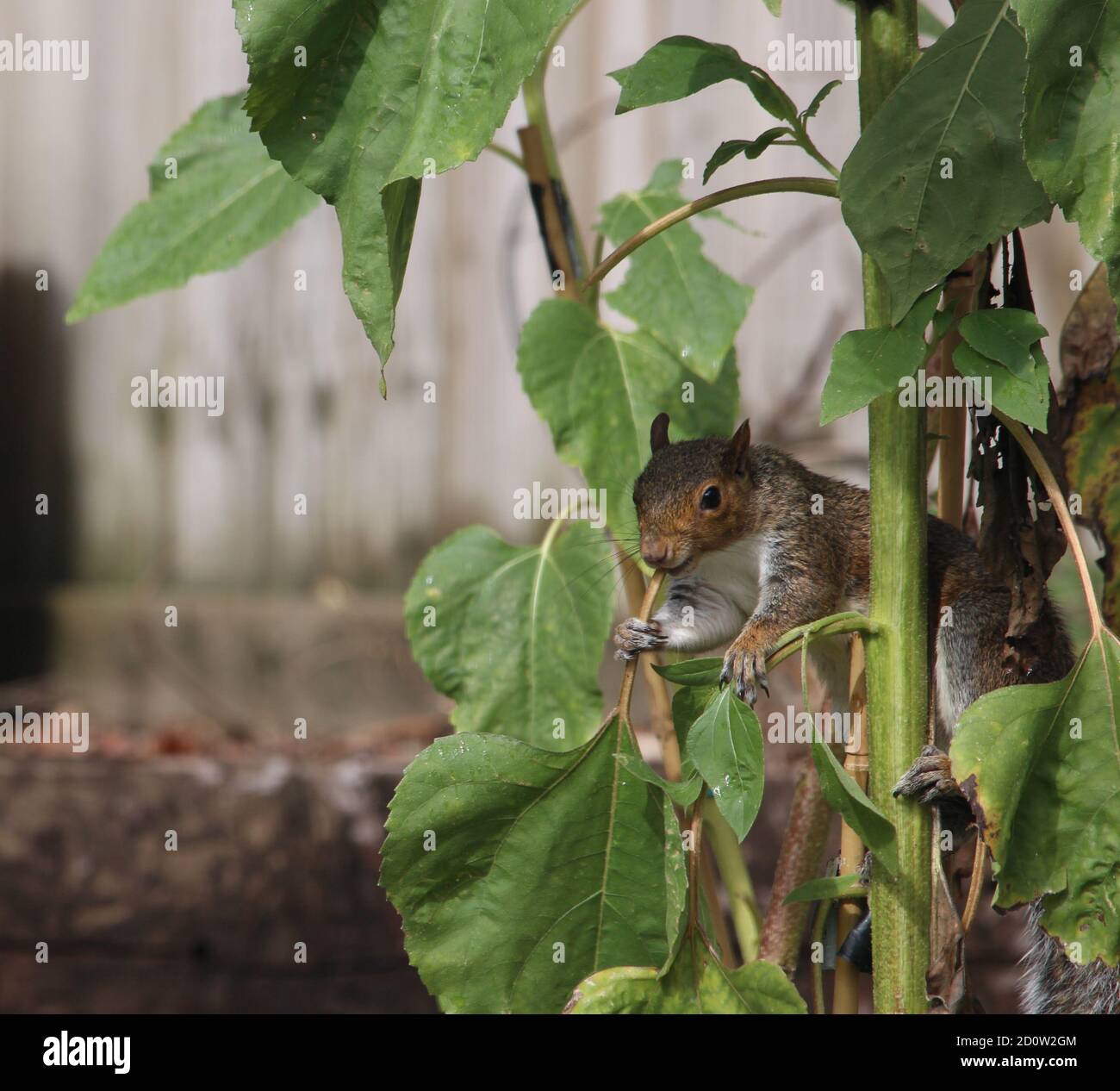 A photograph of a grey squirrel sat in a sunflower, eating sunflower ...