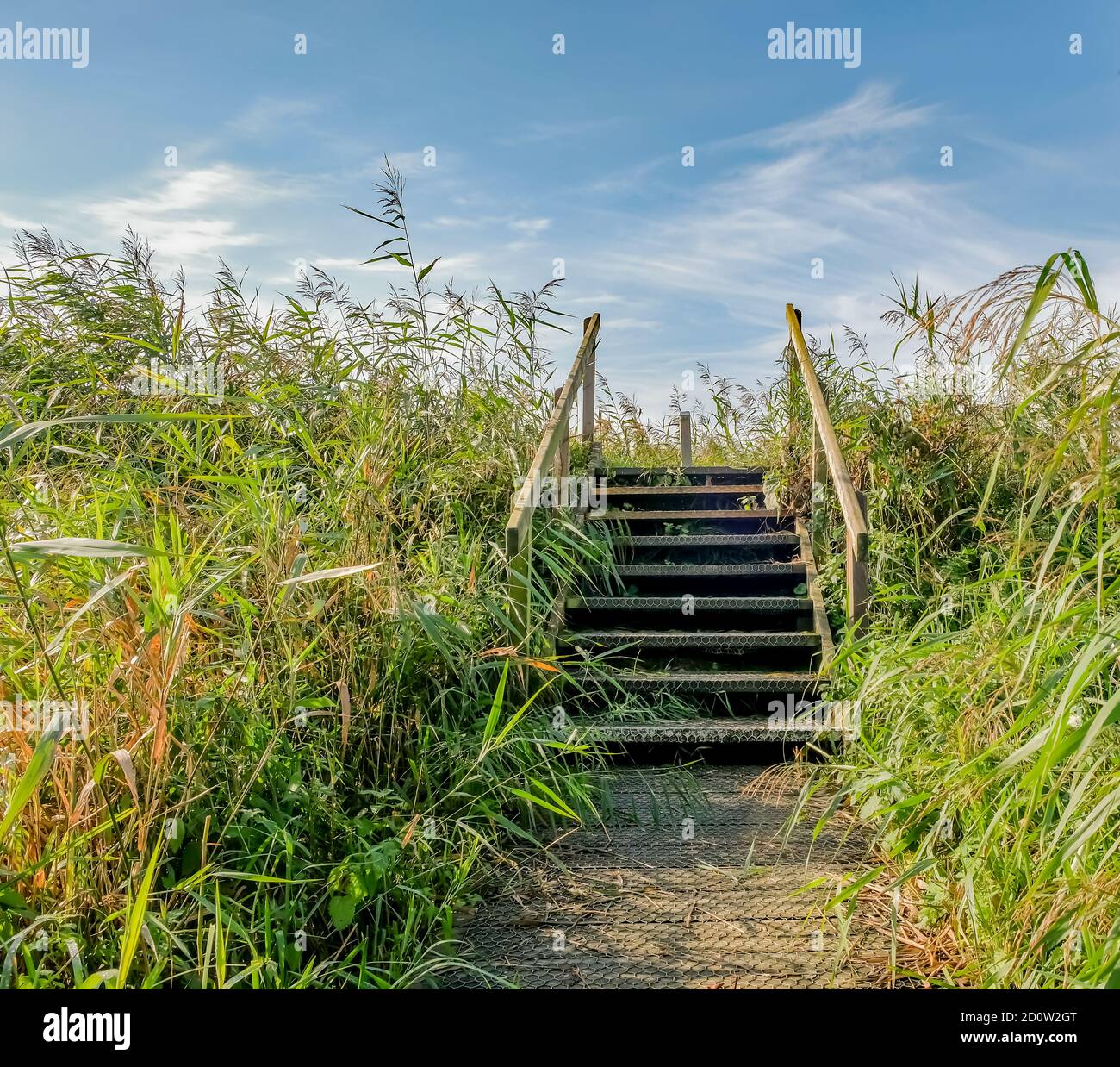 Wooden steps in the countryside in RSPB Strumpshaw Fen Nature Reserve ...