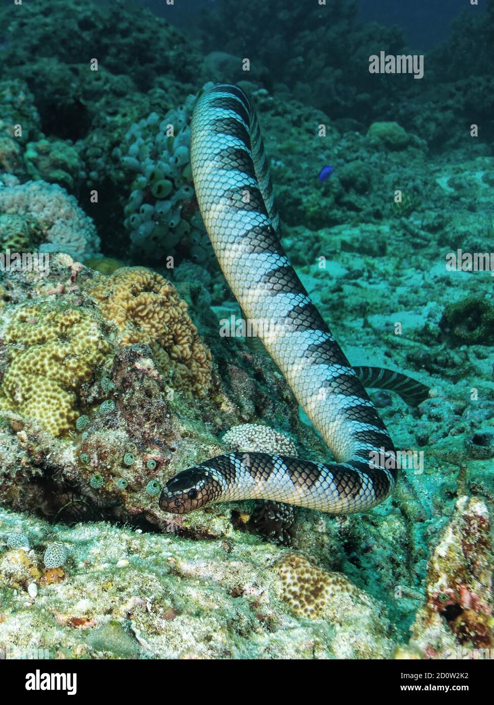 Colubrine High Resolution Stock Photography and Images - Alamy