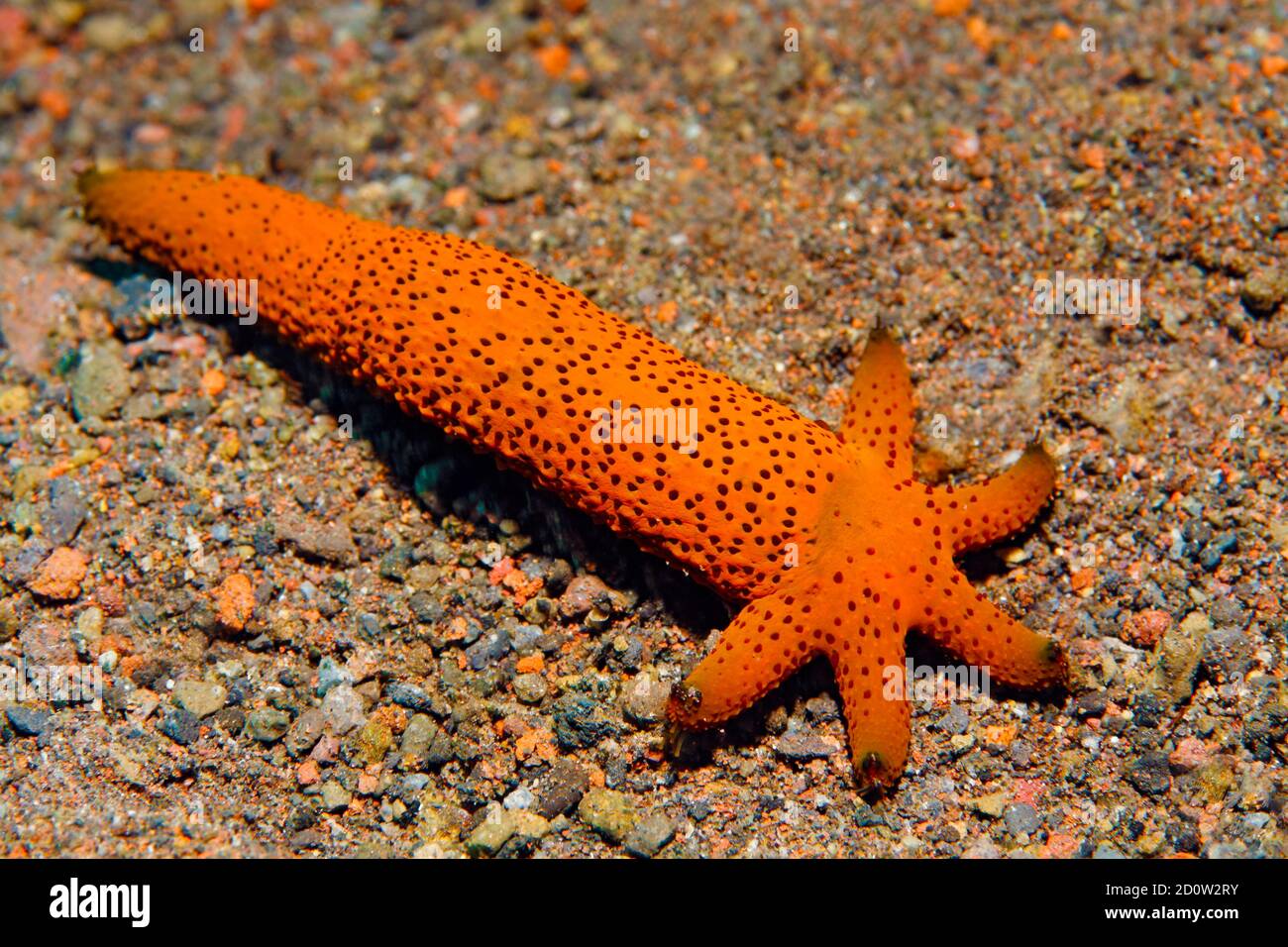 Severed arm of Luzon starfish ( Echinaster luzonicus) , develops into a ...