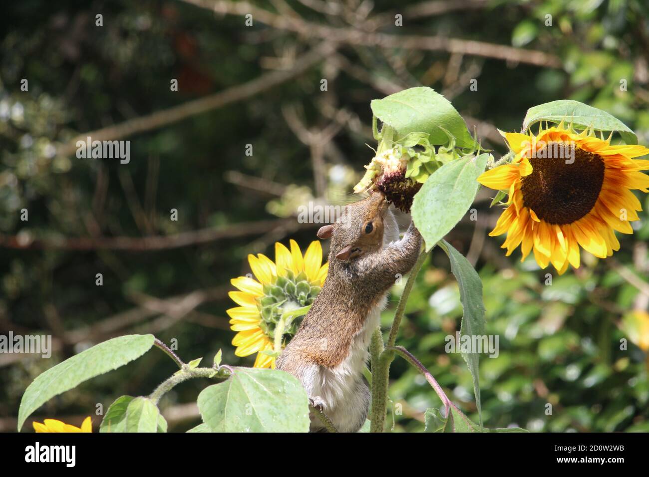 A photograph of a grey squirrel sat in a sunflower, eating sunflower ...