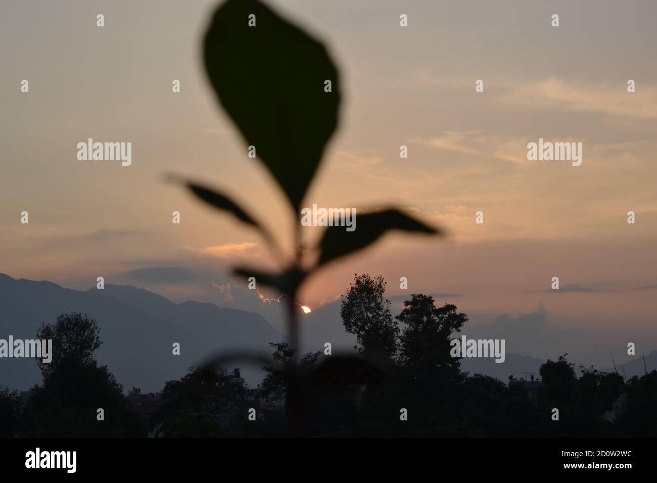 Indian almond (terminalia catappa) hi-res stock photography and images ...