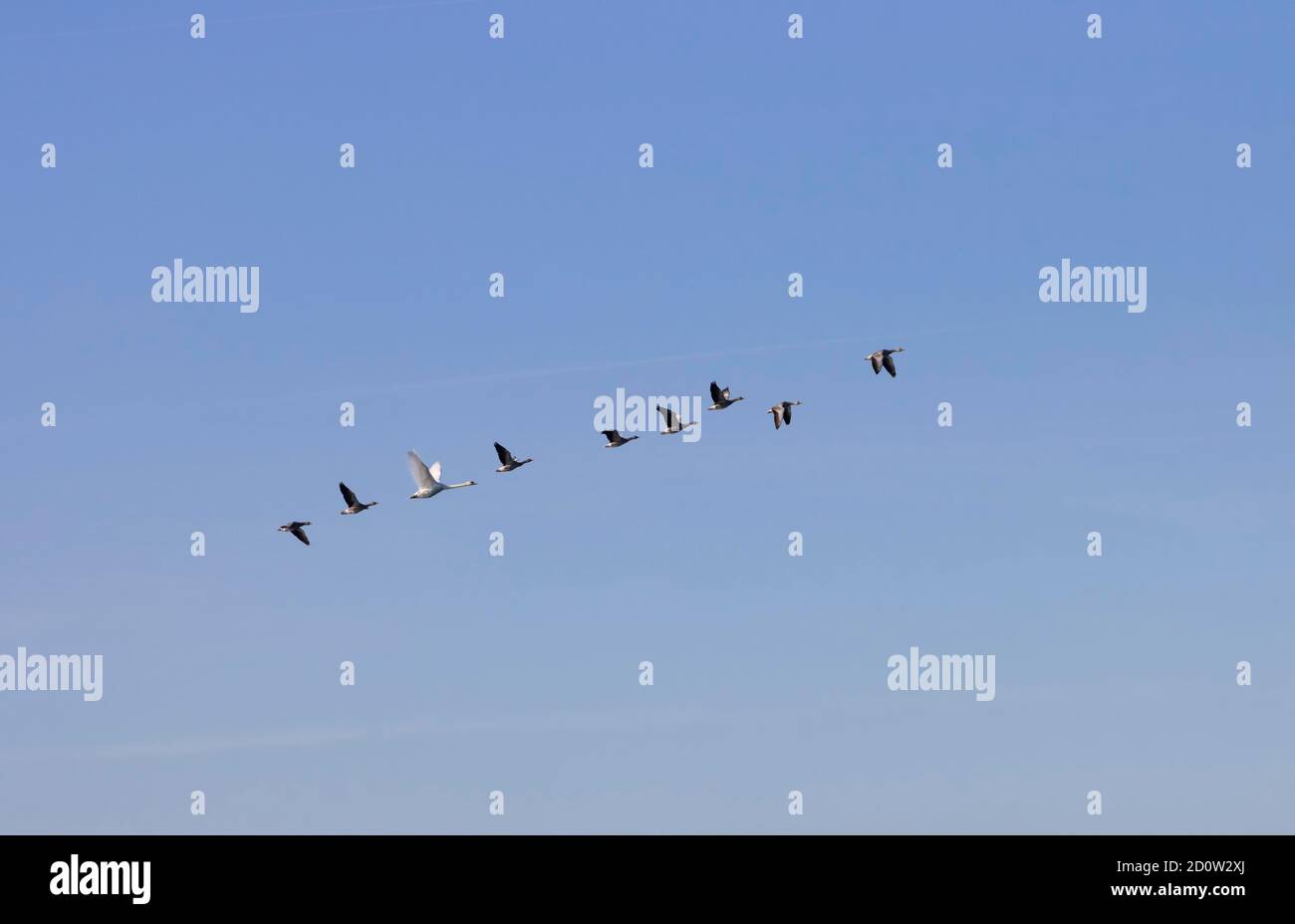 Formation of swan hi-res stock photography and images - Alamy