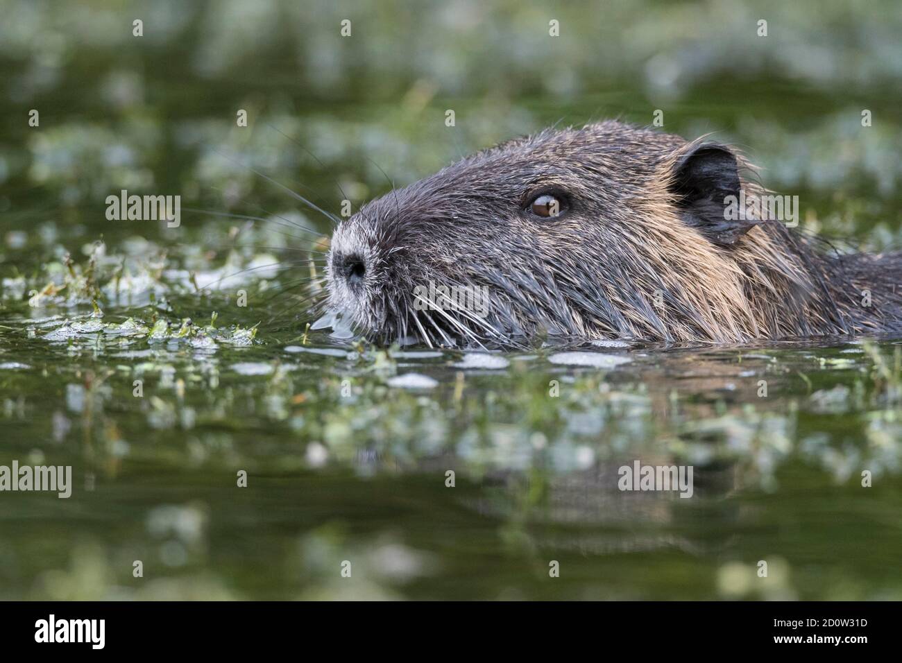 Nutria ( Myocastor coypus) in a body of water, portrait, Lower Saxony ...