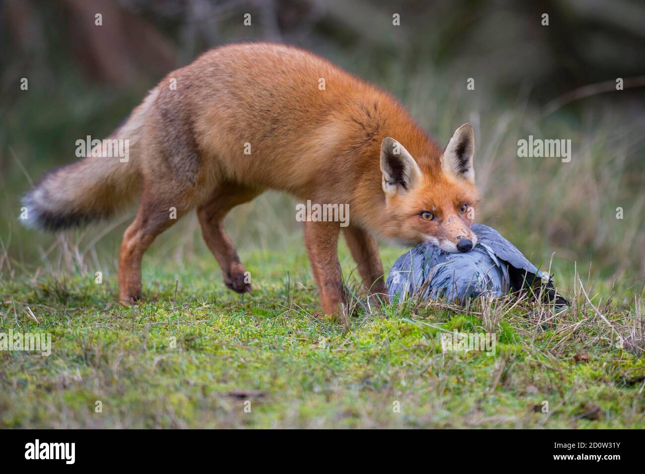 Red fox ( Vulpes vulpes) with captured wood pigeon in mouth ...