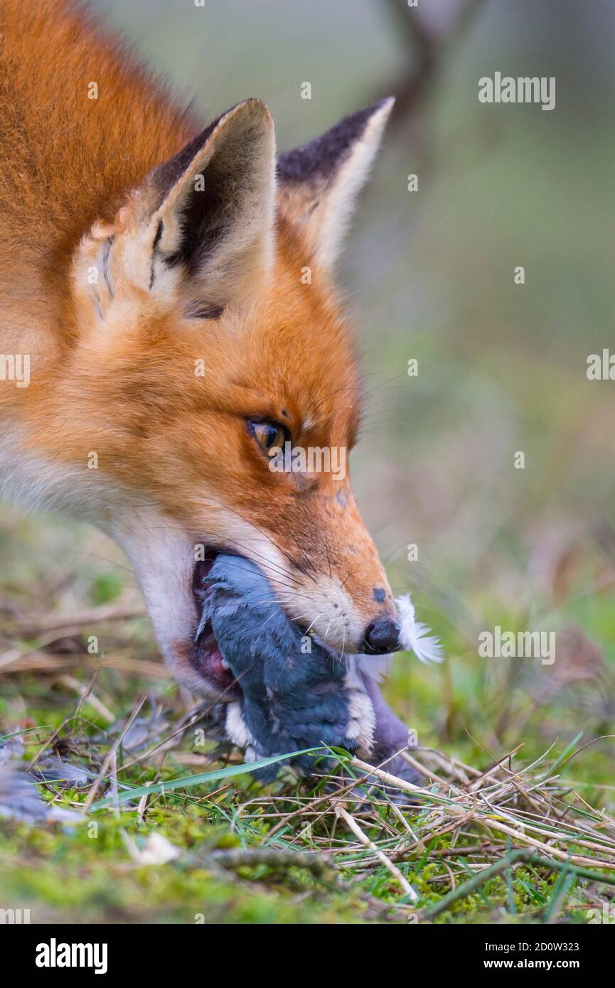 Fox bird mouth hi-res stock photography and images - Alamy
