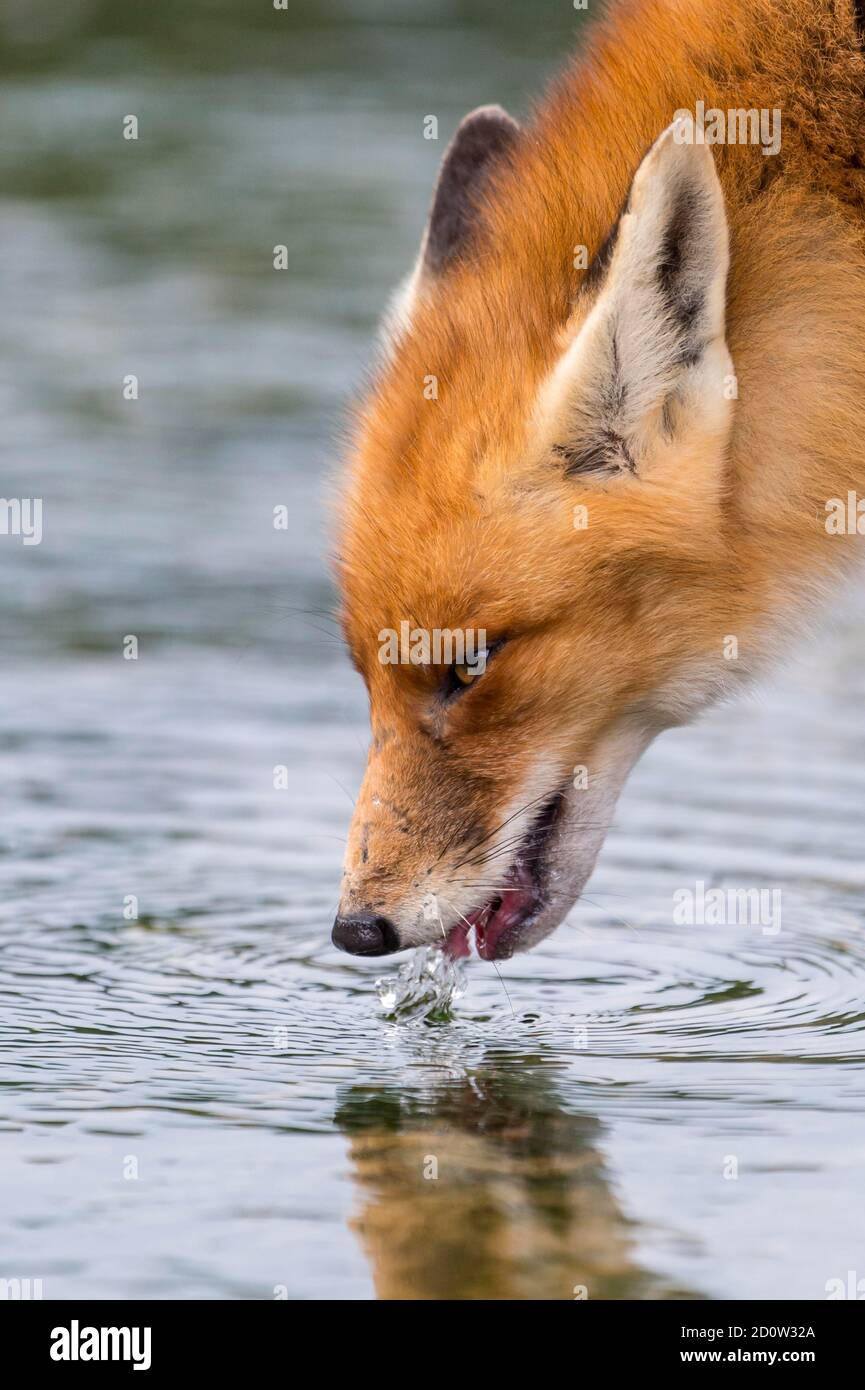 Red fox ( Vulpes vulpes) drinking water from a stream, portrait ...