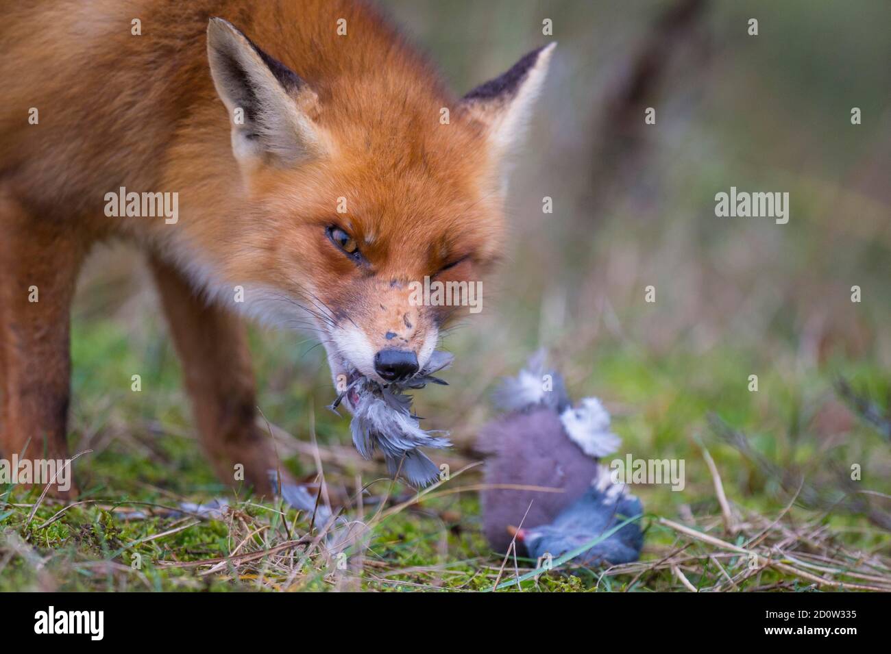 Gray Fox Biting