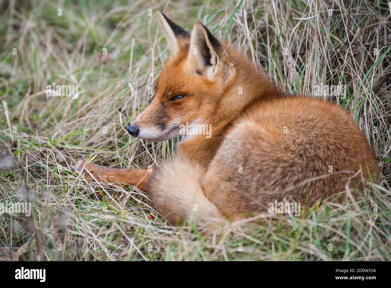 Fox rest hi-res stock photography and images - Alamy
