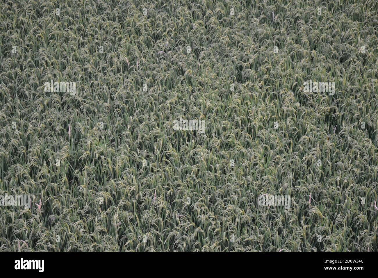 Ecological paddy rice fields hi-res stock photography and images - Alamy