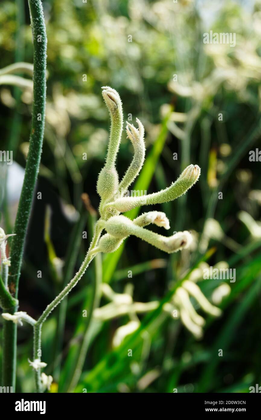 Close-up of growing kangaroo paws Stock Photo - Alamy