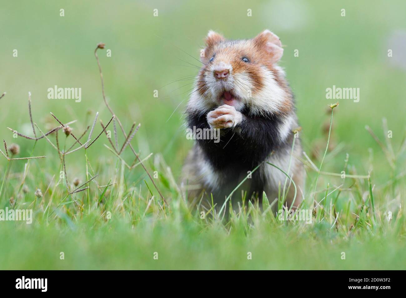 European hamster ( Cricetus cricetus) adult hamster upright in Wiese ...