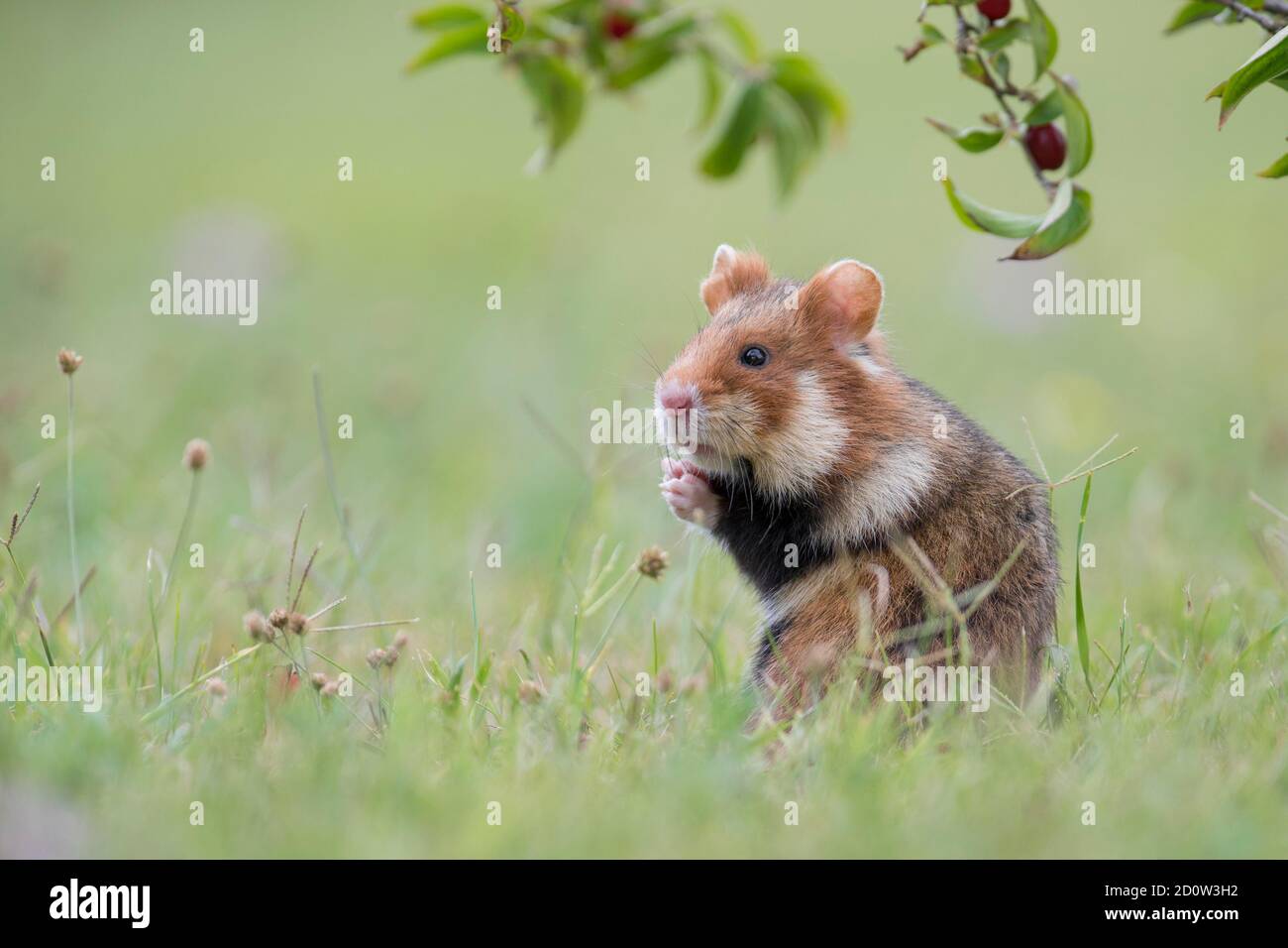 European hamster (Cricetus cricetus), young animal standing upright in ...