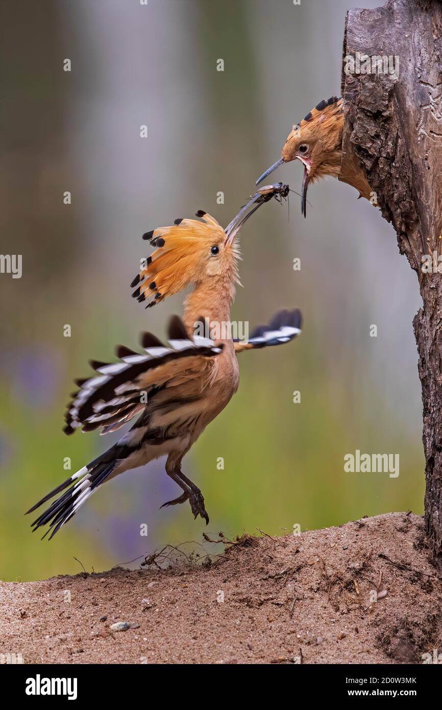Cricket for birds hi-res stock photography and images - Alamy