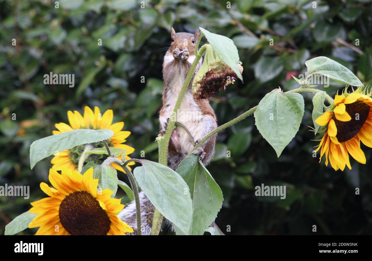 A photograph of a grey squirrel sat in a sunflower, eating sunflower ...