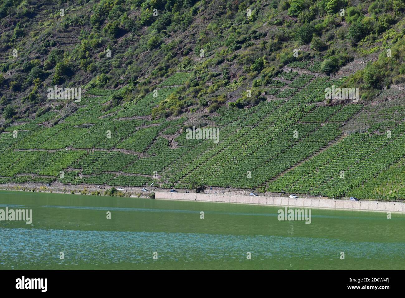 vineyards near Briedern Stock Photo - Alamy