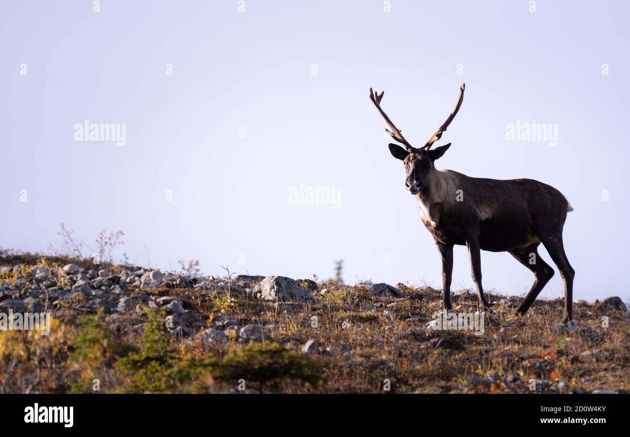 The endangered northern mountain caribou in British Columbia Stock ...