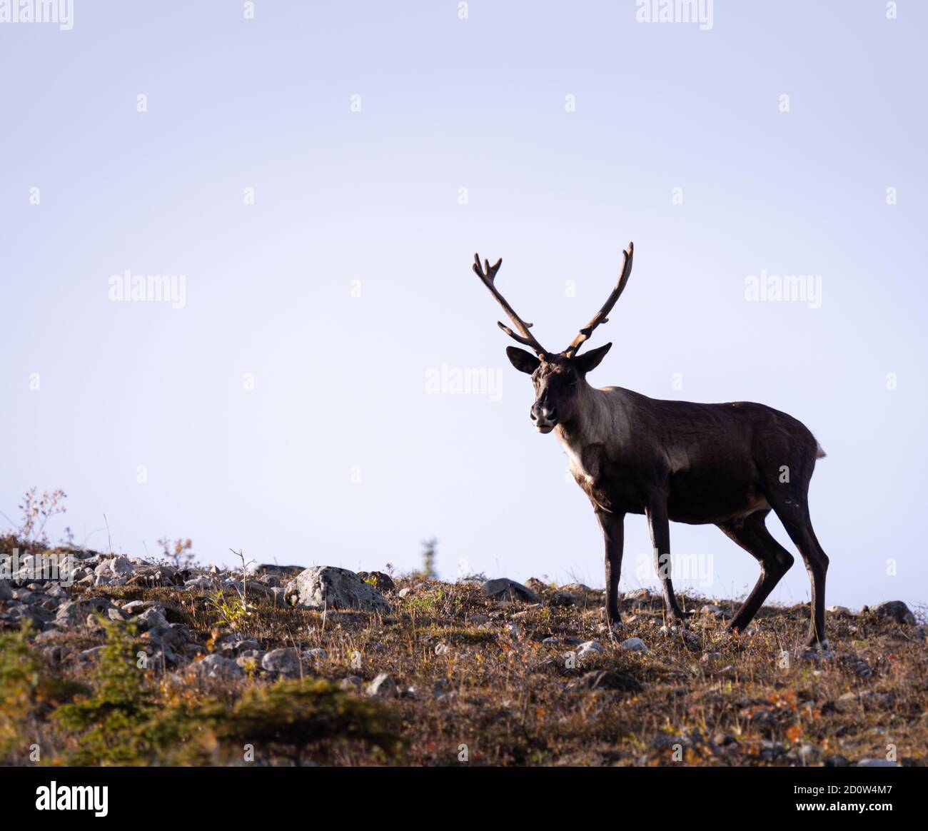 The endangered northern mountain caribou in British Columbia Stock ...