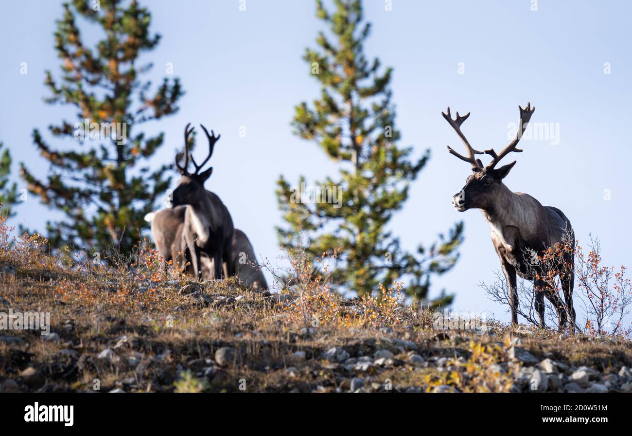 The endangered northern mountain caribou in British Columbia Stock ...