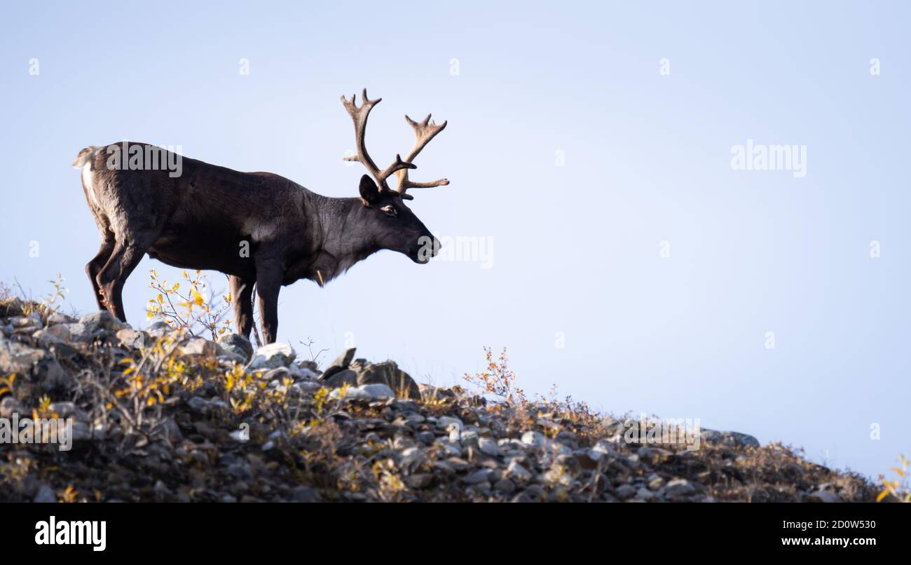 The endangered northern mountain caribou in British Columbia Stock ...