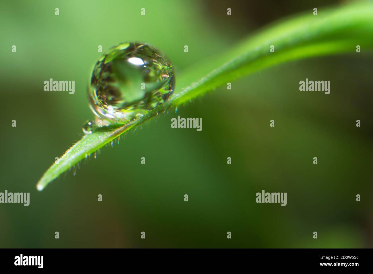 Some dewdrop of water on the tip of a grass Stock Photo - Alamy