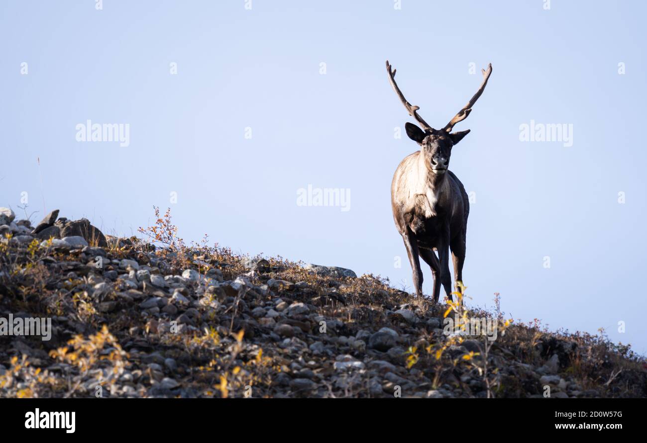 The endangered northern mountain caribou in British Columbia Stock ...