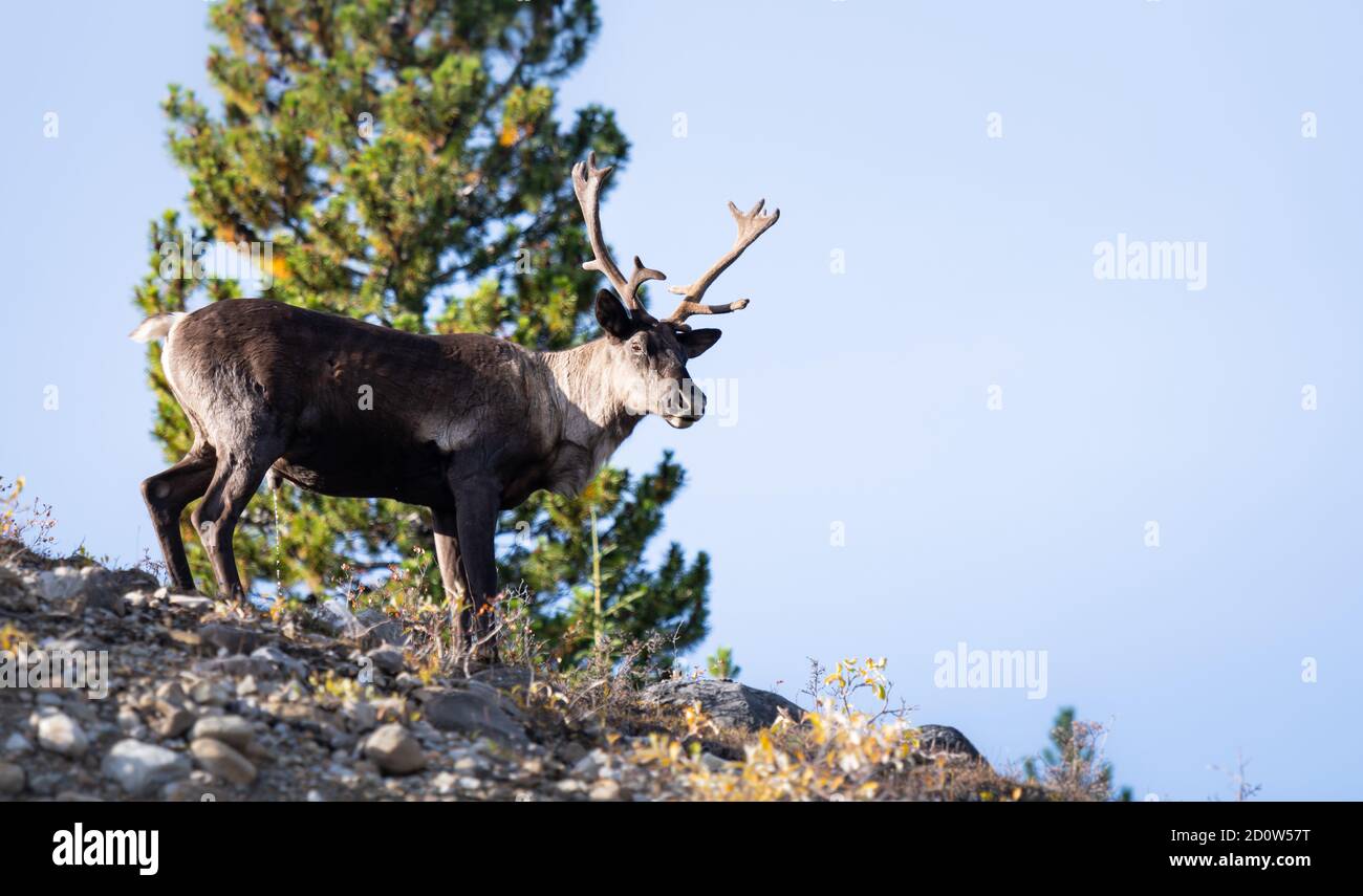 The endangered northern mountain caribou in British Columbia Stock ...