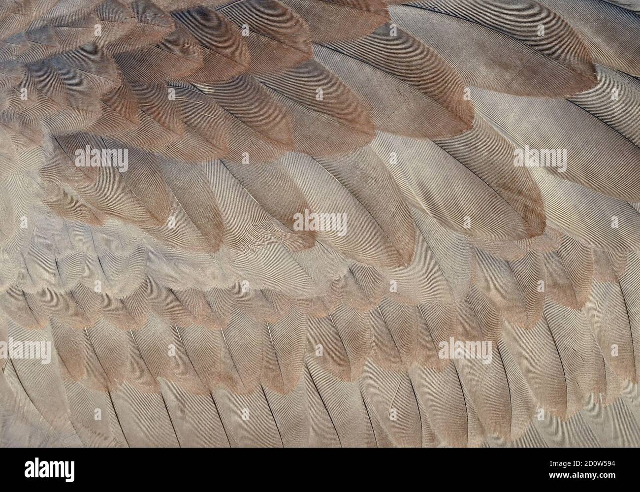 Reared birds hi-res stock photography and images - Alamy