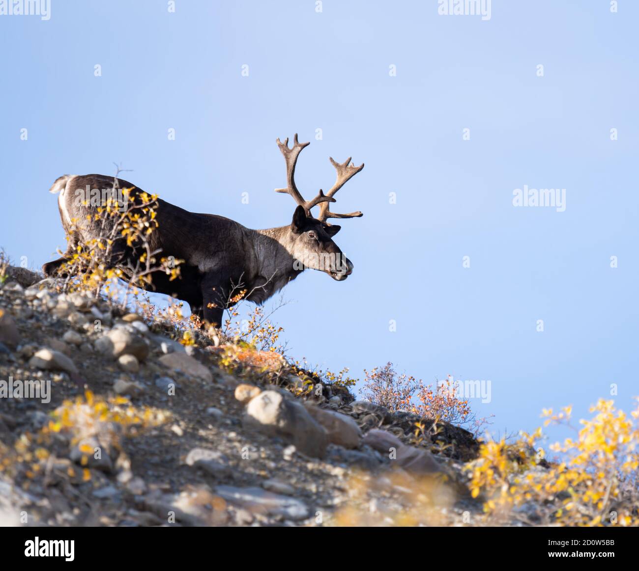 The endangered northern mountain caribou in British Columbia Stock ...
