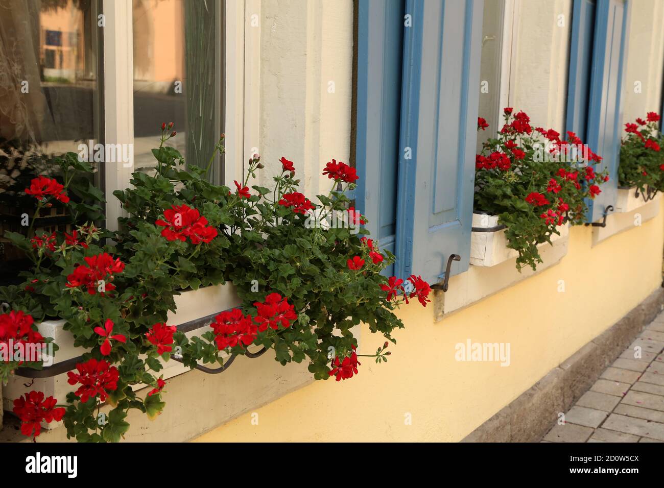 Selective focus shot of beautiful red geranium blooming on shuttered ...
