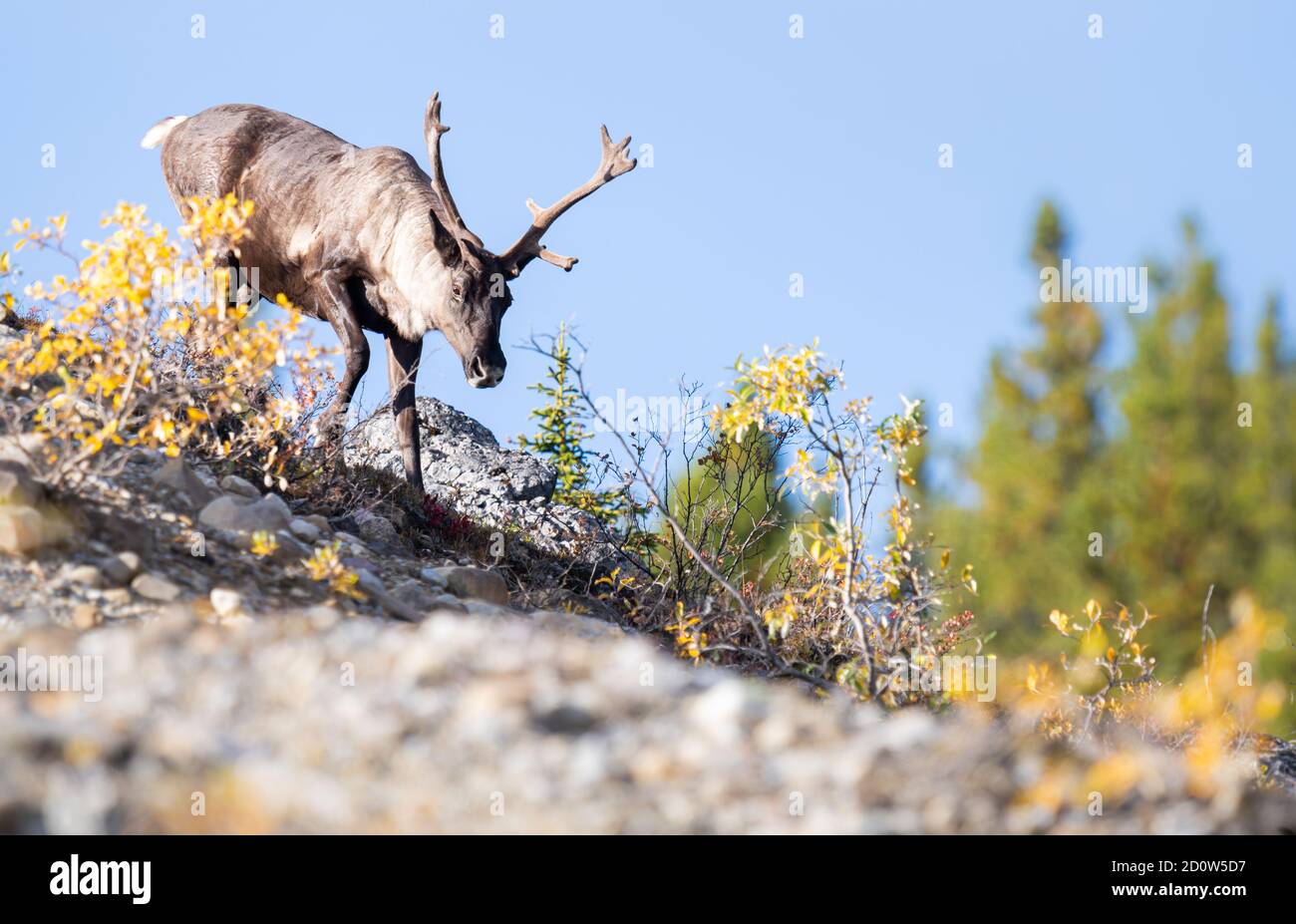 The endangered northern mountain caribou in British Columbia Stock ...