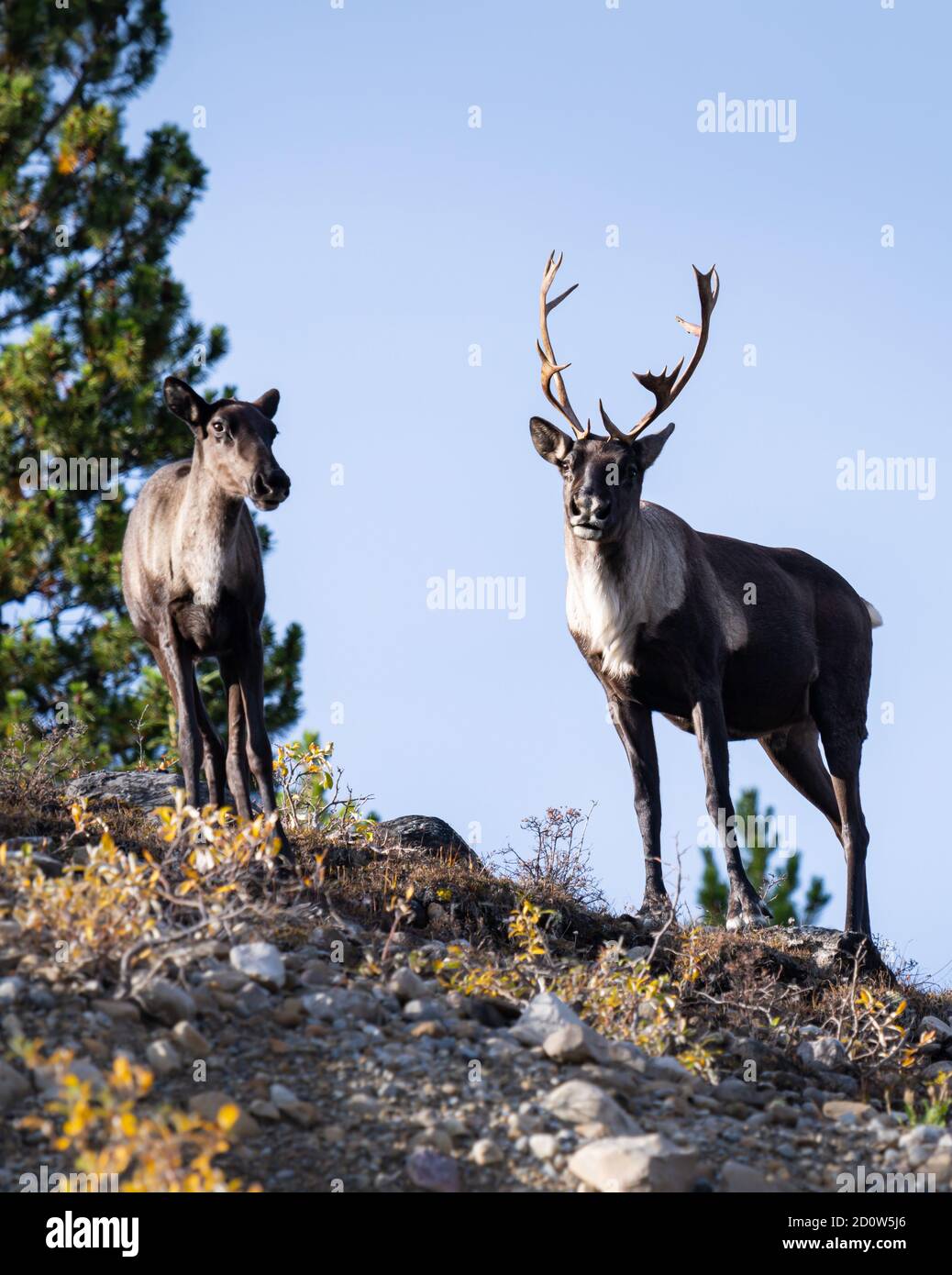 The endangered northern mountain caribou in British Columbia Stock ...