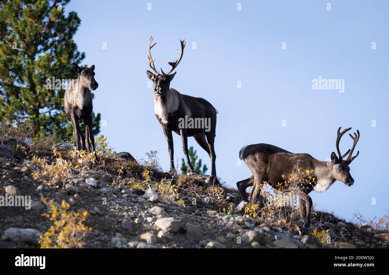 The endangered northern mountain caribou in British Columbia Stock ...