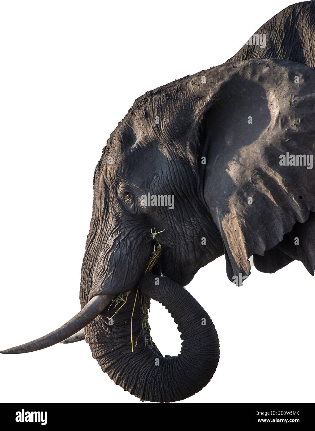 Elephant Head Isolated on White, Namibia Stock Photo - Alamy