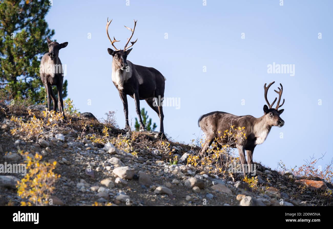 The endangered northern mountain caribou in British Columbia Stock ...
