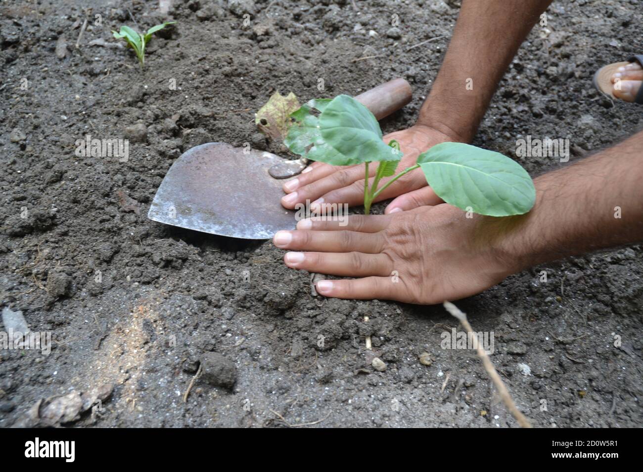 A cauli flower plant is being planted Stock Photo - Alamy