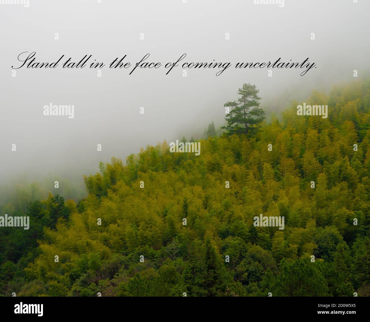 Inspirational with trees Stock Photo - Alamy