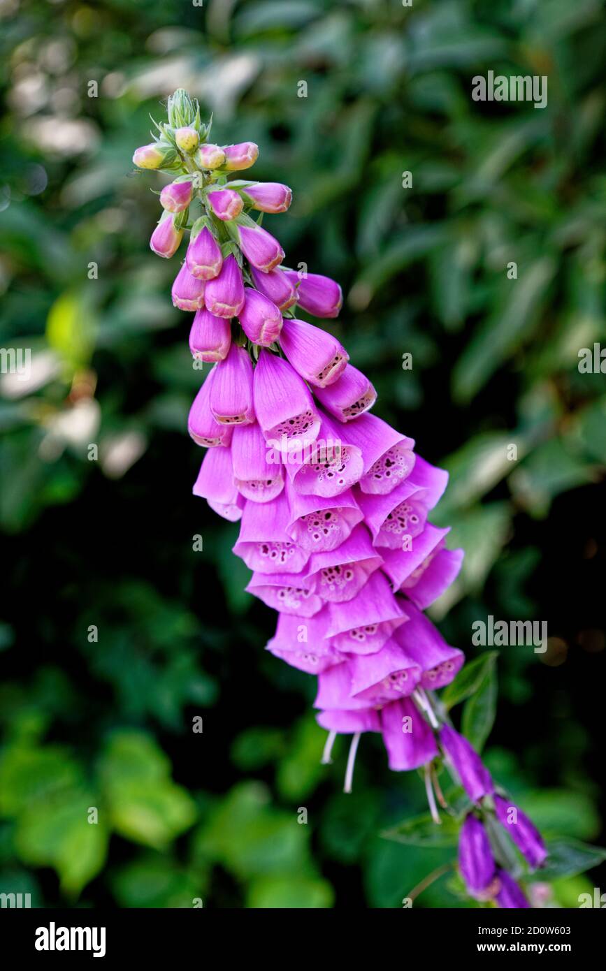 Digitalis purpurea, the foxglove or common foxglove, is a species of ...