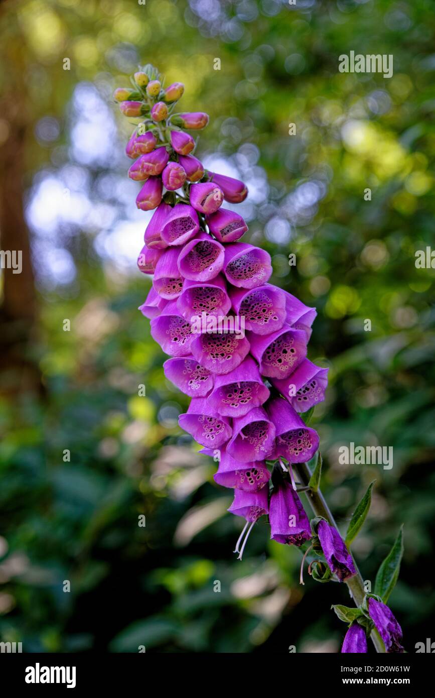 Digitalis purpurea, the foxglove or common foxglove, is a species of ...