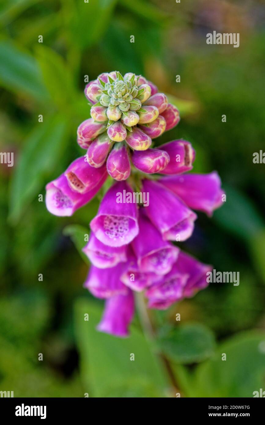 Digitalis purpurea, the foxglove or common foxglove, is a species of ...