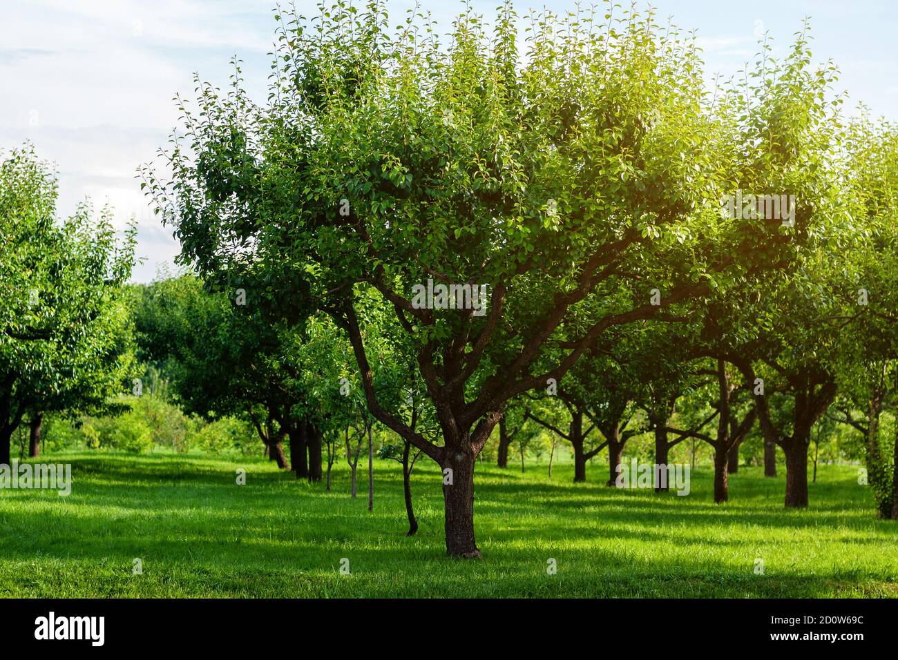 Growing fruit trees hi-res stock photography and images - Alamy