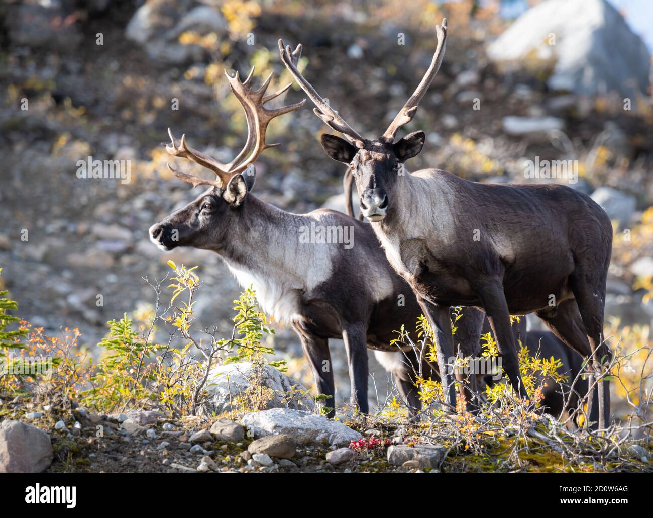 The endangered northern mountain caribou in British Columbia Stock ...