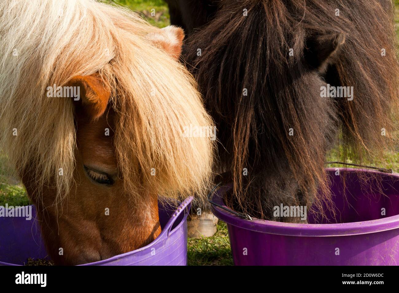 Two ponies eat breakfast together Stock Photo - Alamy