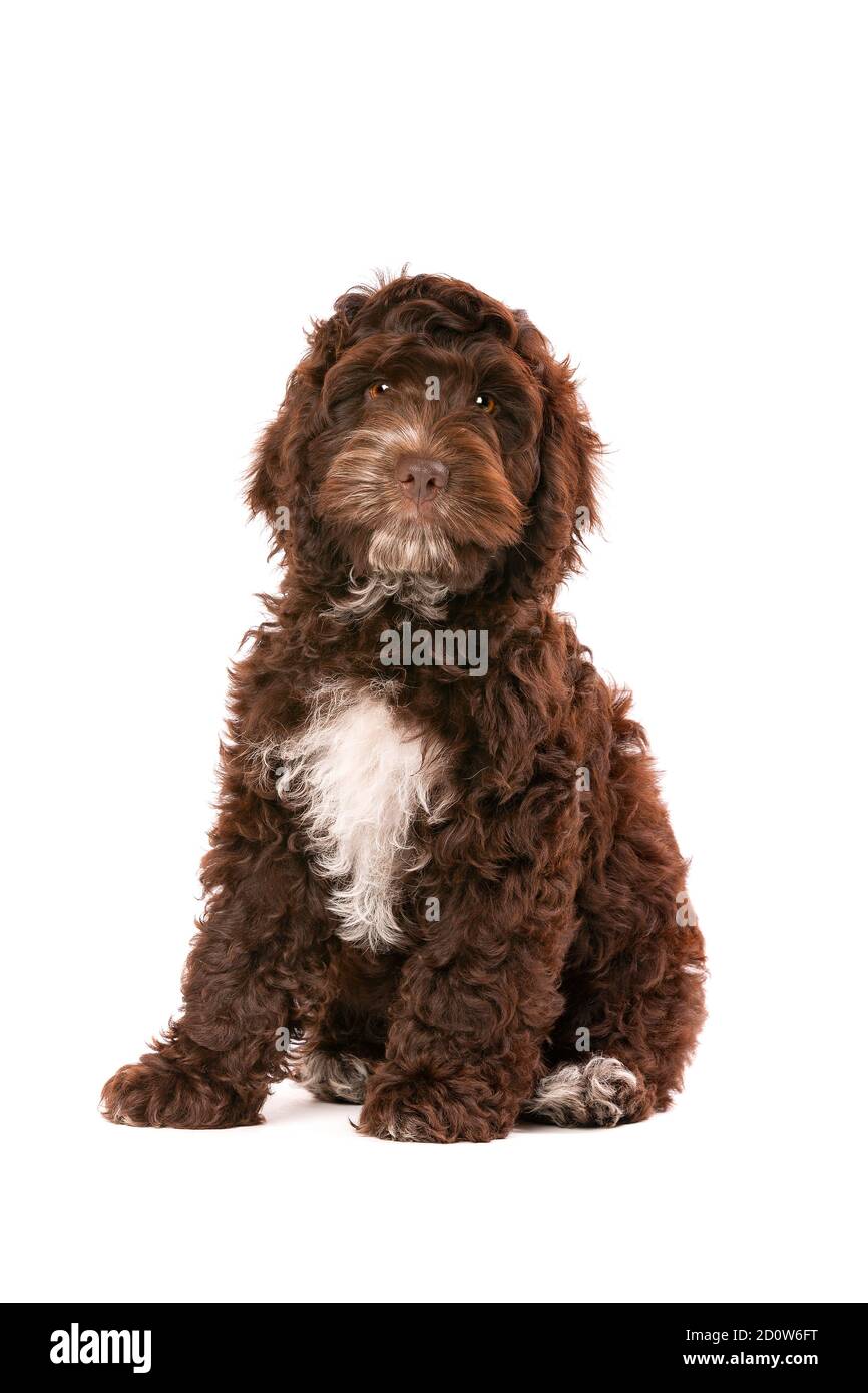 Chocolate Cockapoo puppy dog in front of a white background Stock Photo ...