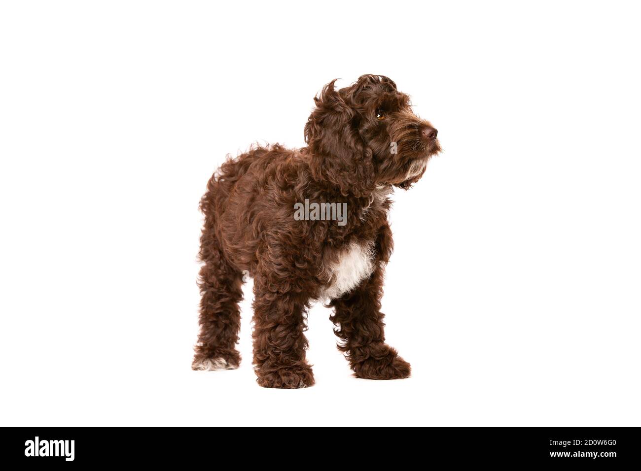 Chocolate Cockapoo puppy dog in front of a white background Stock Photo ...