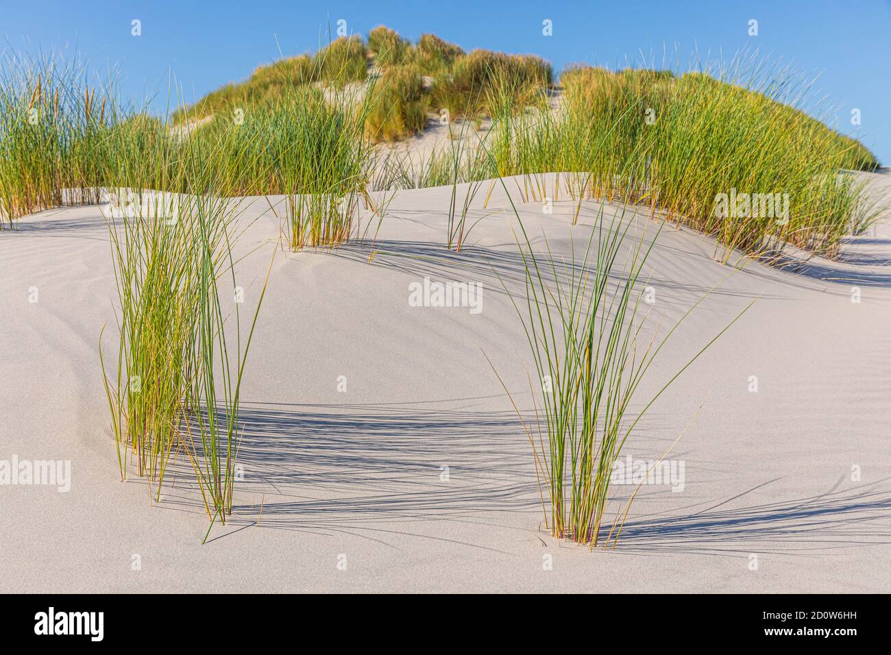 Sand dunes on the Dutch Wadden Sea island of Terschelling, in Friesland ...