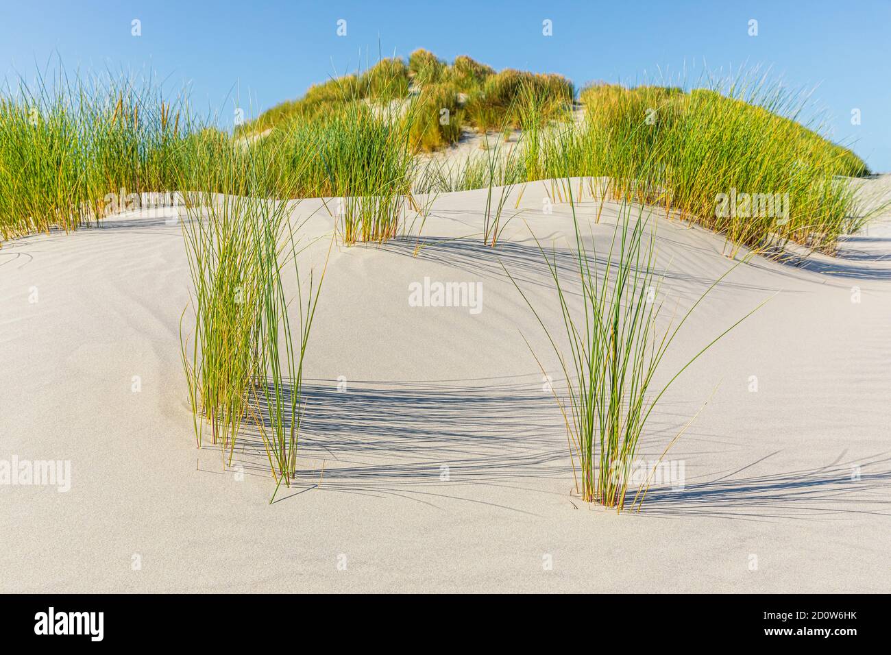 Sand dunes on the Dutch Wadden Sea island of Terschelling, in Friesland ...