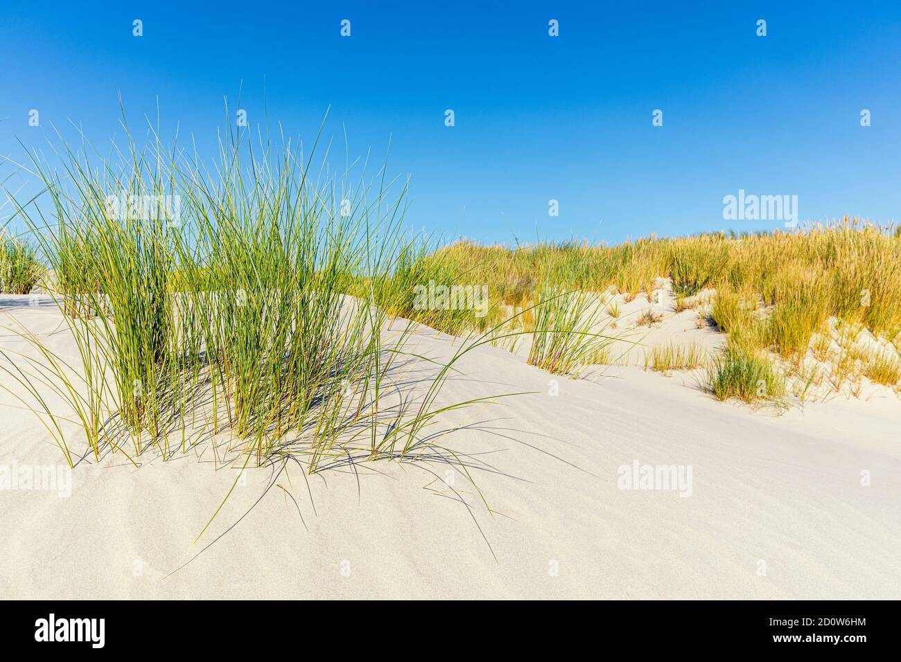 Sand dunes on the Dutch Wadden Sea island of Terschelling, in Friesland ...