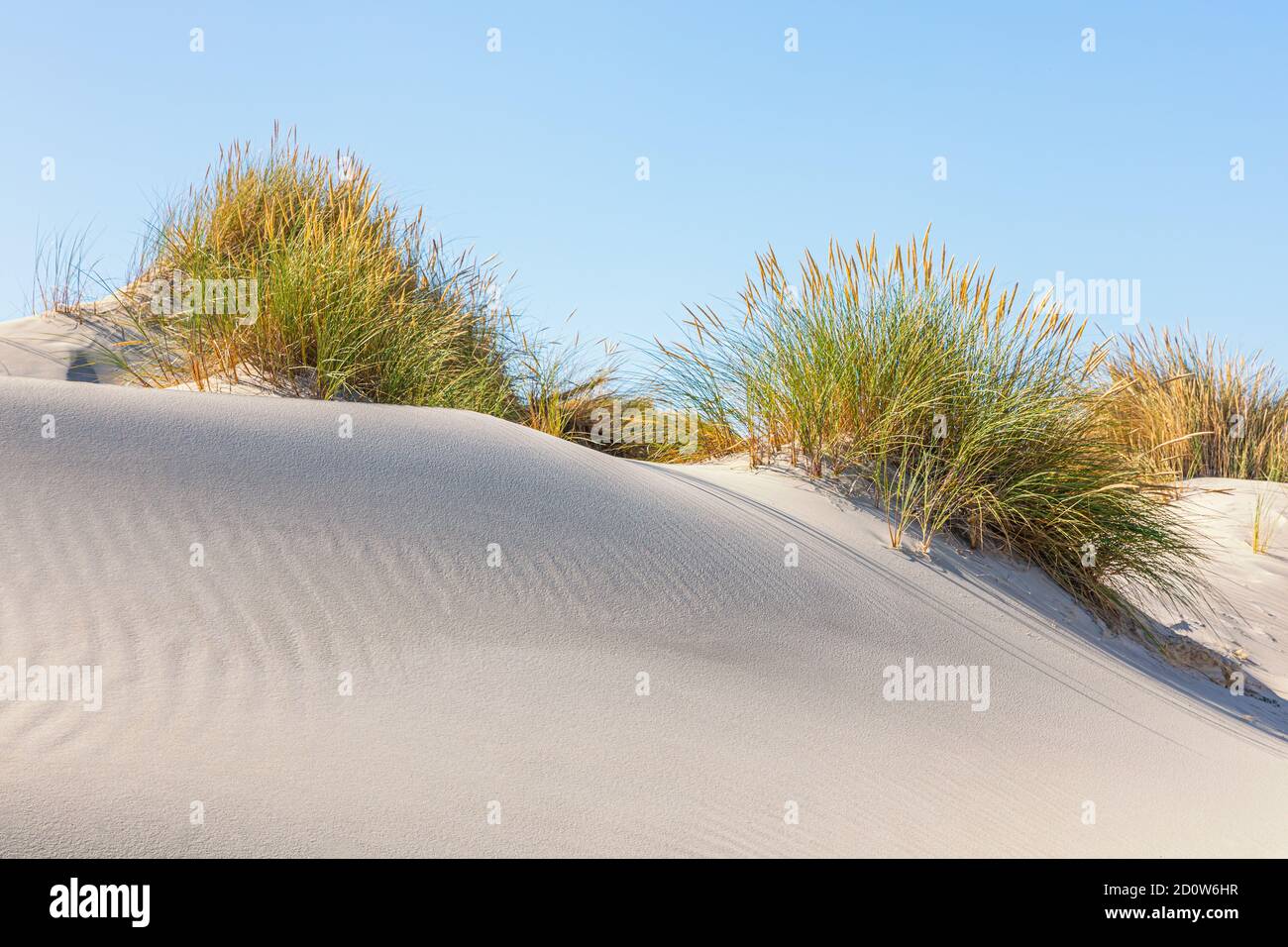 Sand dunes on the Dutch Wadden Sea island of Terschelling, in Friesland ...